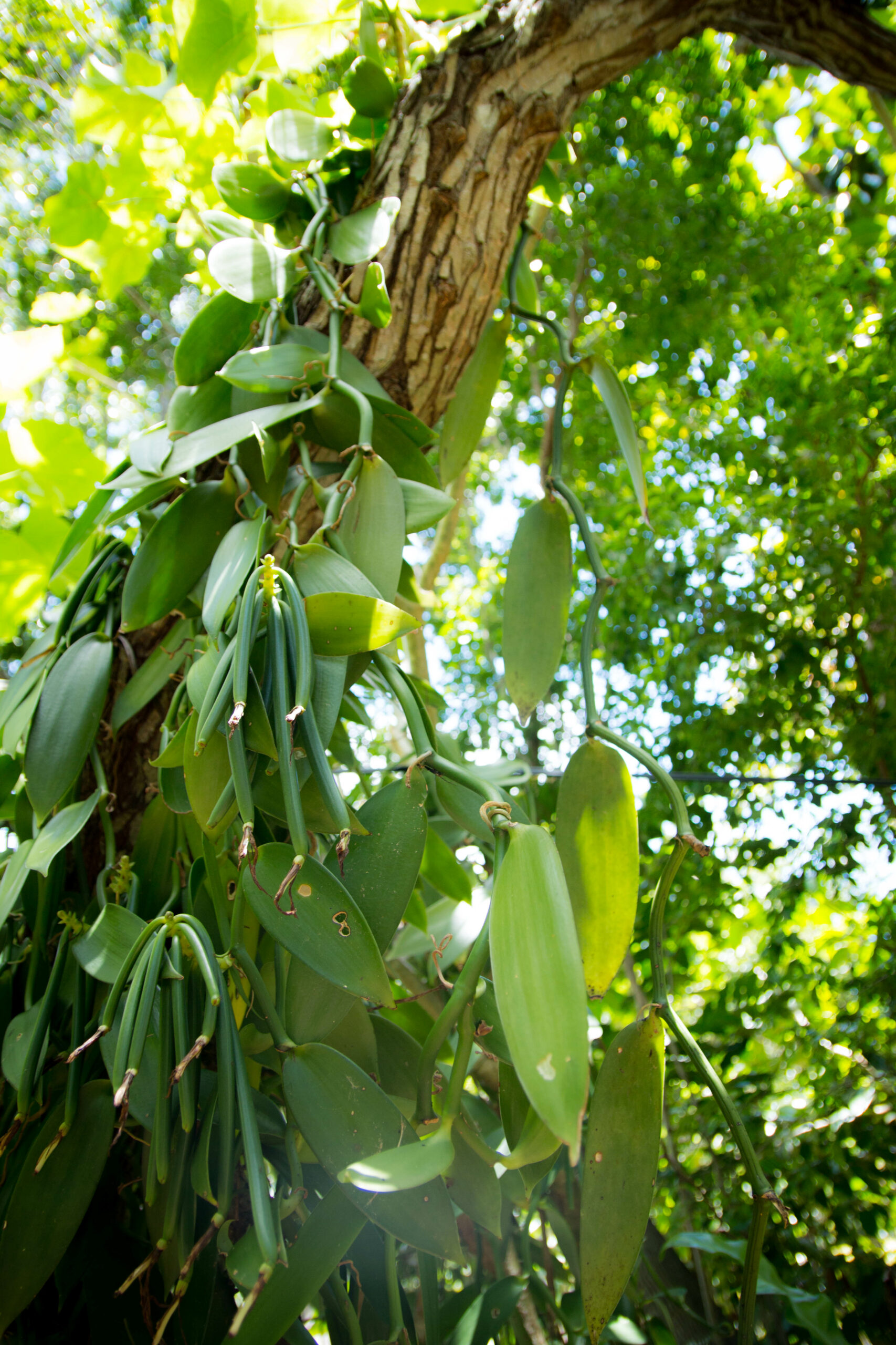 LES DIFFÉRENTES VARIÉTÉS DE VANILLE - Vanille des îles